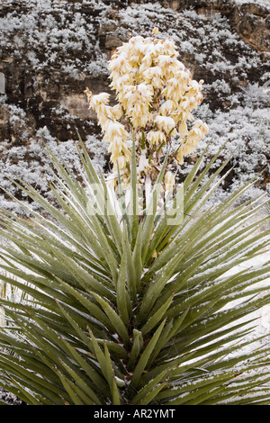 blooming Torrey Yucca (Yucca torreyi) covered with snow, Carlsbad ...