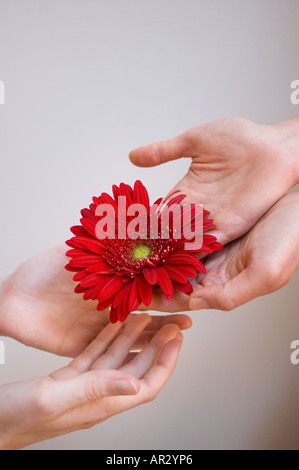 Female hands offering a red flower Symbolic for friendship gift ...