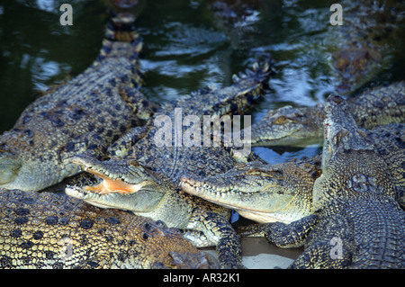 Saltwater crocodiles, Arnhem Land, Northern Territory, Australia Stock ...