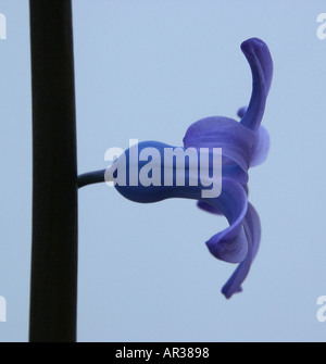 Single Deep purple Hyacinth bloom Stock Photo - Alamy