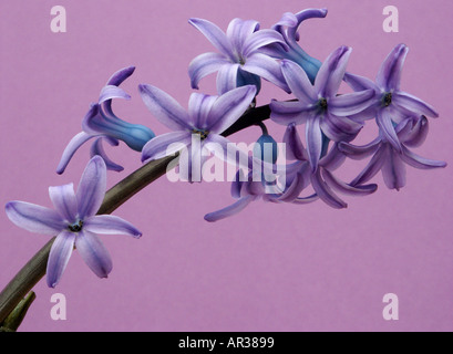 Deep purple Hyacinth bloom Stock Photo - Alamy