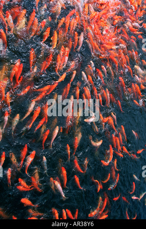 Fish Swimming Upstream Stock Photo - Alamy
