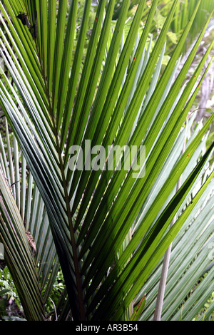 Nikau Palm Leaf Rhopalostylis sapida Karekare Auckland Region North ...