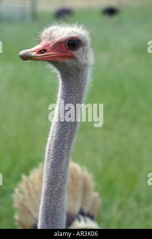 Portrait of an ostrich Stock Photo - Alamy