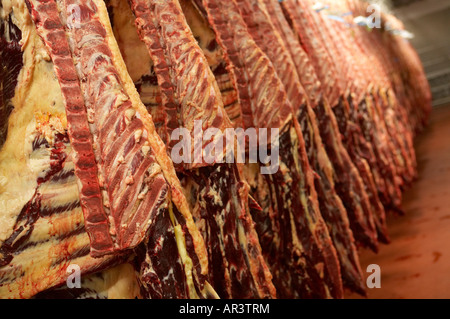 Freshly slaughtered beef carcasses hanging in a refrigerated cooler of ...