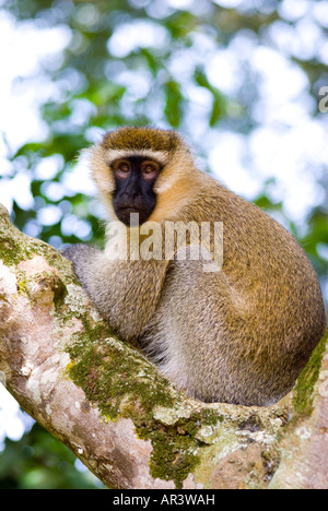 Vervet monkey Chlorocebus aethiops Stock Photo - Alamy