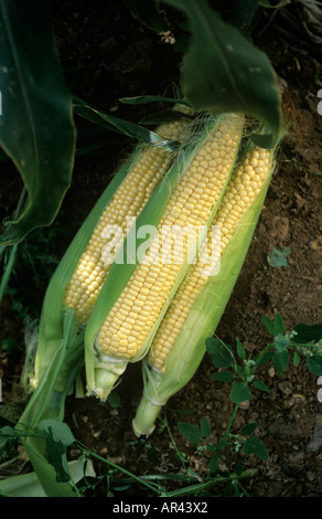 CORN ON THE COB SWEETCORN NEWLY PICKED LAYING IN FIELD Stock Photo - Alamy