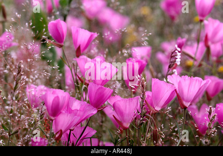 Pink CHECKER BLOOM (Sidalcea malvaeflora) - MONTEREY COUNTY, CALIFORNIA ...