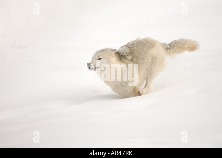 Arctic Wolf running right to left in snow Stock Photo - Alamy