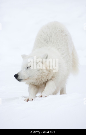 White wolf stretching Stock Photo - Alamy