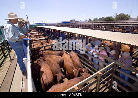 Australian Cattle Auction Stock Photo - Alamy