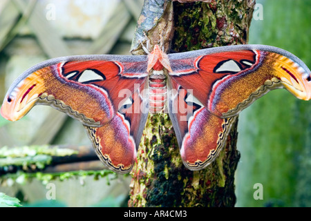 Atlas Moth, Attacus atlas, pupae hanging up on strings, in captivity ...