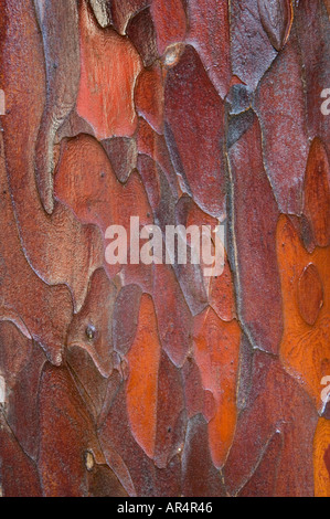 Yew tree bark. Close-up of the bark of a Pacific, or western, yew ...
