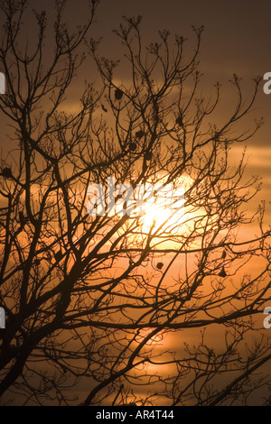 Winter trees by sunset Stock Photo - Alamy