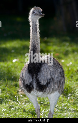 Great rhea (Rhea americana Stock Photo - Alamy
