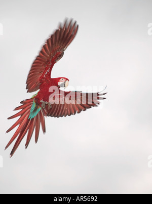 macaw in flight Stock Photo - Alamy