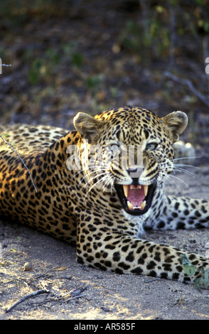 Leopard looking straight at the camera Stock Photo - Alamy