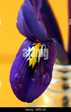 Winter Iris reticulata Harmony a purple flower pictures images photos ...