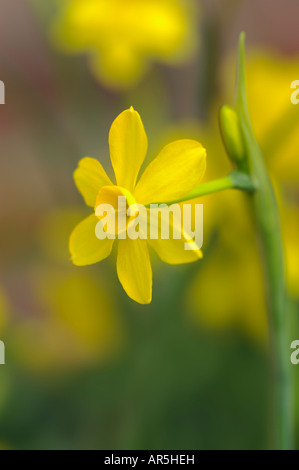 Yellow daffodil Narcissus jonquilla flower growing in the garden ...