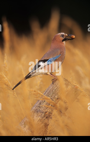 A Jay with an Acorn Stock Photo - Alamy