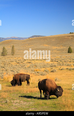 Buffalo Near Tower Lodge, Yellowstone National Park, Wyoming, USA Stock ...