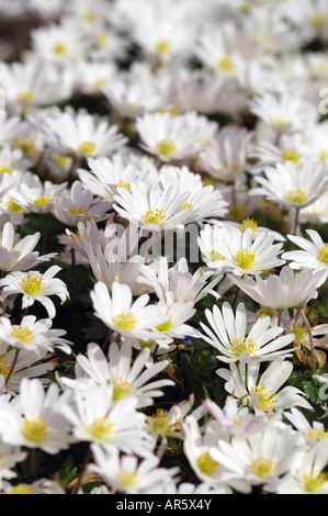 A portrait of a white daisy or white splendour flower, which is a white ...
