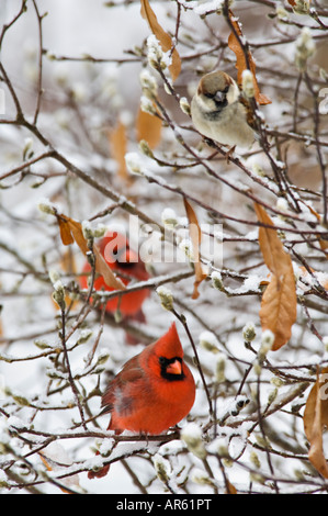 Tree Sparrow On Perch Stock Photo - Alamy