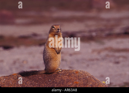 Siksik also known as Artic Ground Squirrel spermophilus parryii Tundra ...