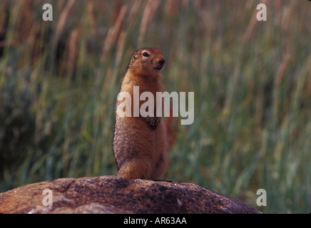 Siksik also known as Artic Ground Squirrel spermophilus parryii Tundra ...