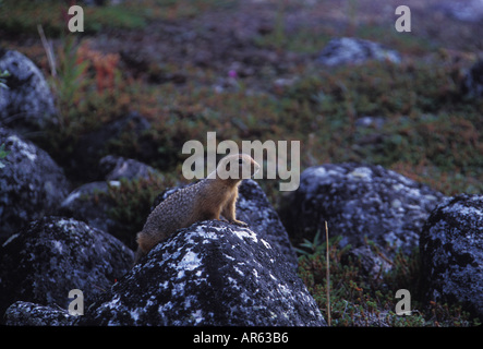 Siksik also known as Artic Ground Squirrel spermophilus parryii Tundra ...