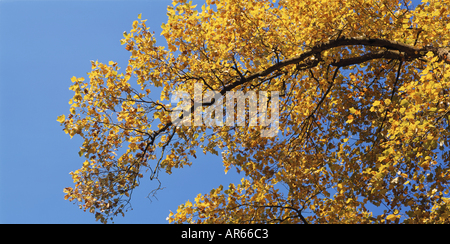 Liriodendron tulipifera tulip tree – lime green tulip-like flowers with ...