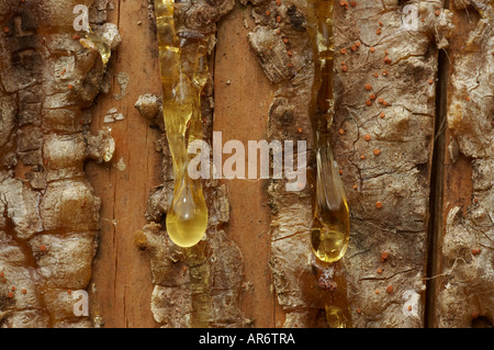 Spruce sap dripping from injured trunk Stock Photo - Alamy