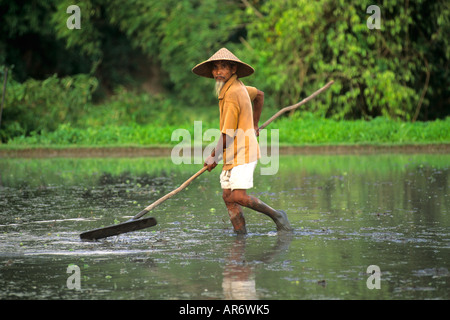 Old man doing traditional rice paddie farming with straw hat in flooded ...