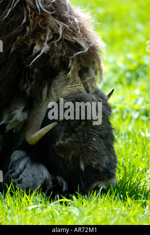 European Musk Ox, Ovibos oschatus, Moschusochsen, Jaervsoe, Sweden ...