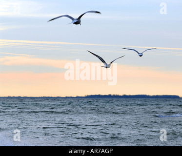 Seagulls flying in the sky at sunset Stock Photo - Alamy