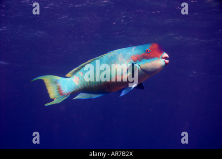Steephead parrotfish Scarus gibbus Rowley Shoals Marine Park Western ...