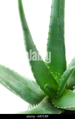 Green plant grow up on cracked stone Stock Photo - Alamy