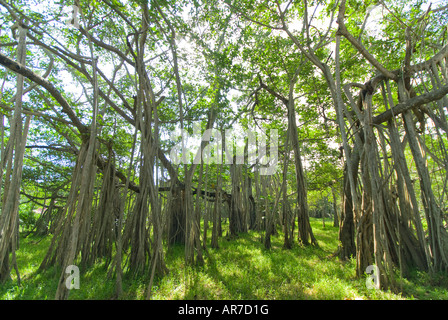 Banyan tree in the Theosophical Society, Adyar, Chennai, Tamilnadu ...