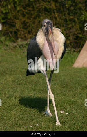 marabou stork portrait face watching walking Stock Photo - Alamy