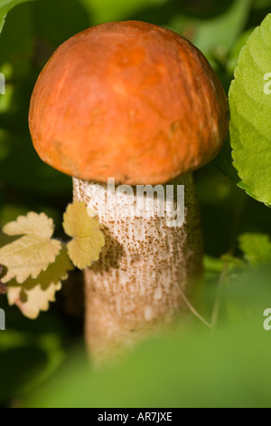 an orange-cap boletus on the edge of forest near a tree Stock Photo - Alamy