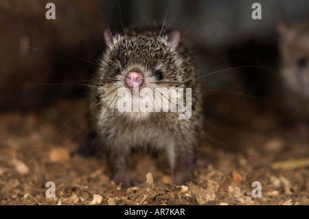 Tail-less Tenrec (Tenrec ecaudatus), Madagascar Stock Photo - Alamy