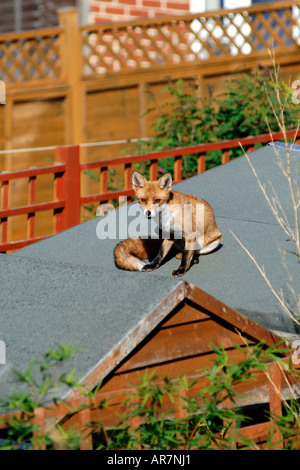 Urban red fox (latin name of Vulpes vulpes) walking in cobbled street ...