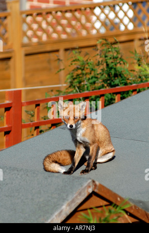 Red fox in suburban London garden lawn Stock Photo - Alamy