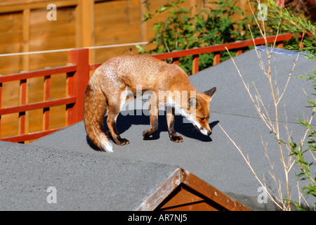 Red fox in latin Vulpes vulpes in the grass, beautiful animal Stock ...