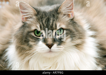 Miss Nibs looking sternly at camera Stock Photo - Alamy