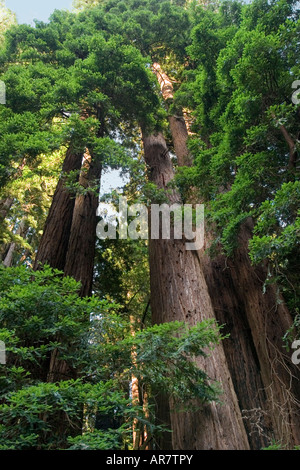 Muir Woods Redwood Forest tall trees in California Stock Photo - Alamy
