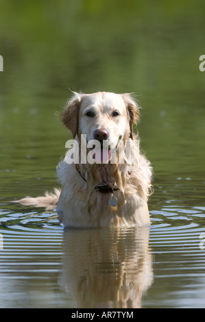 Long haired Labrador playing in the water along the dock area at Barry ...