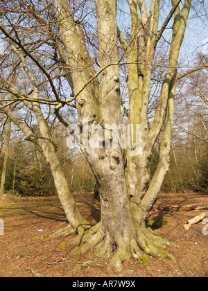old ancient trees winter common land epping forest Stock Photo - Alamy