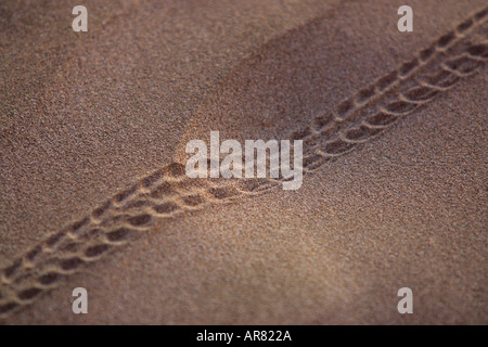 Tracks left in sand by hermit crab Stock Photo - Alamy