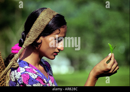 Woman in Darjeeling, India wearing traditional dress, including golden ...
